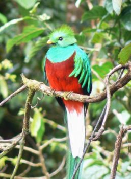 World’s Most Beautiful Bird Resplendent Quetzal