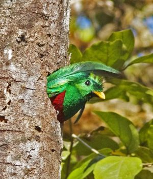 World’s Most Beautiful Bird Resplendent Quetzal