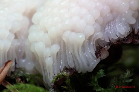 Stemonitis Axifera - A Species of Slime Mold