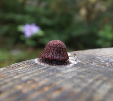 Stemonitis Axifera - A Species of Slime Mold