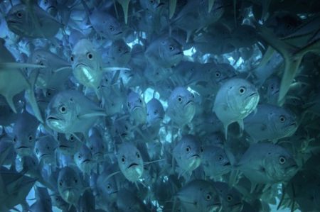 Stunning Images of Fish Tornado