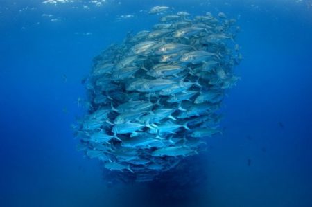 Stunning Images of Fish Tornado