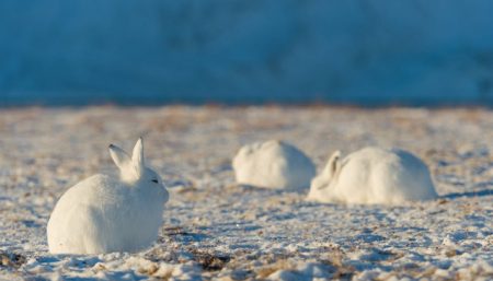 The Amazing Arctic Hare: Nature’s Winter Wonder