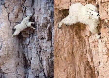 The Incredible Mountains Goat Climbers