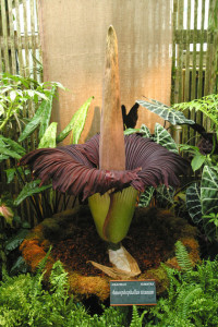 The Unbelievable Blooms of Amorphophallus