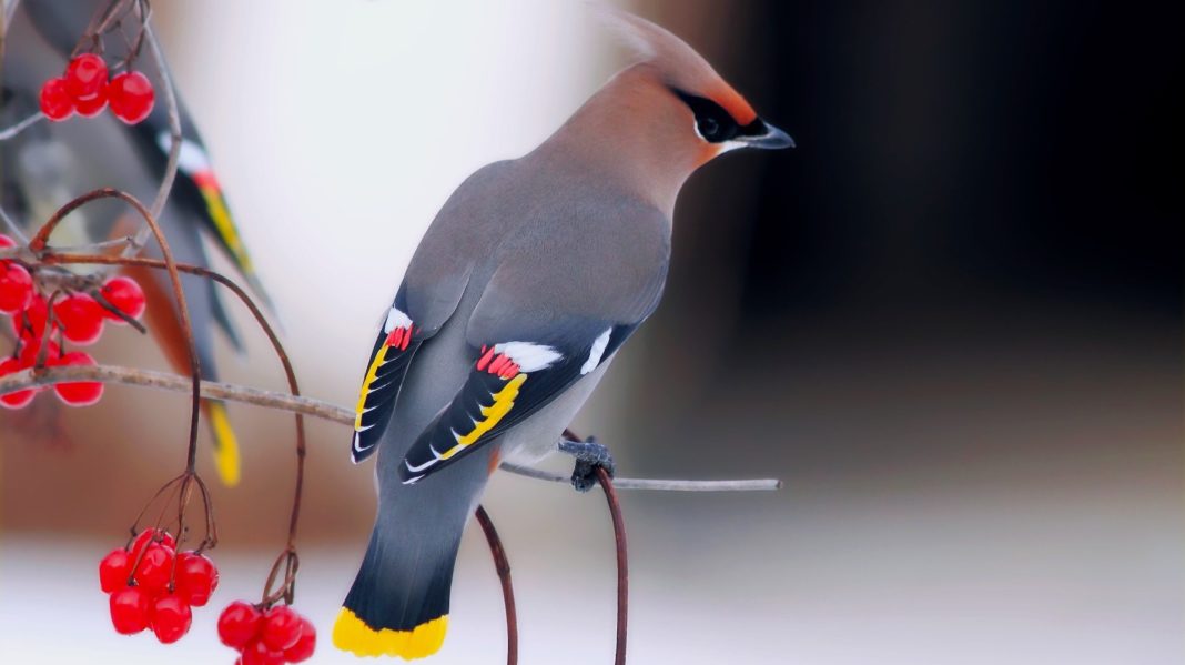 The Relationship between Insects and Man