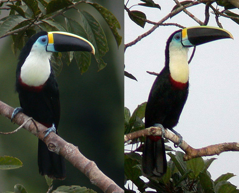 The Channel-Billed Toucan