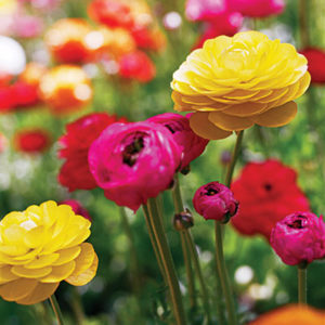 How to Grow Most Showy Hybrids Ranunculus