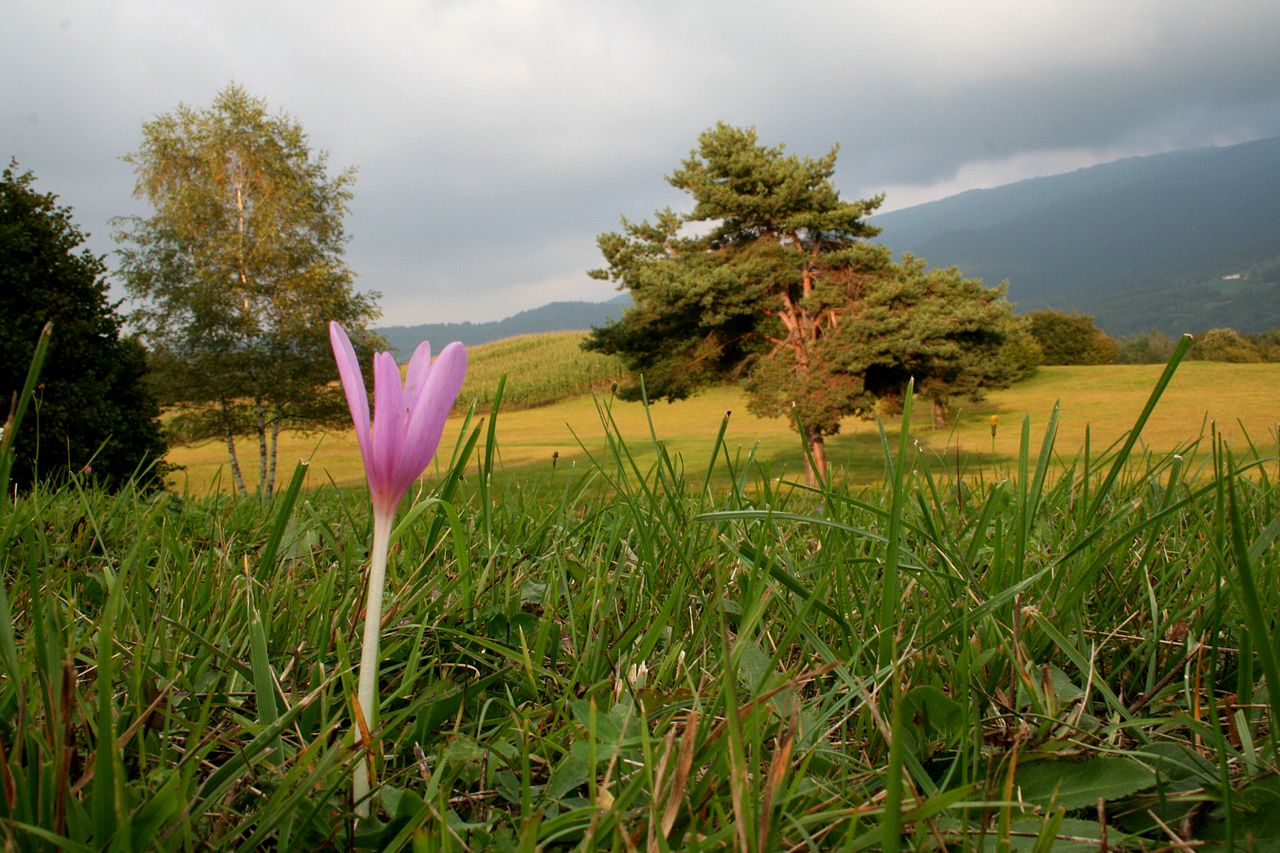 How to Grow Colchicum Autumnale