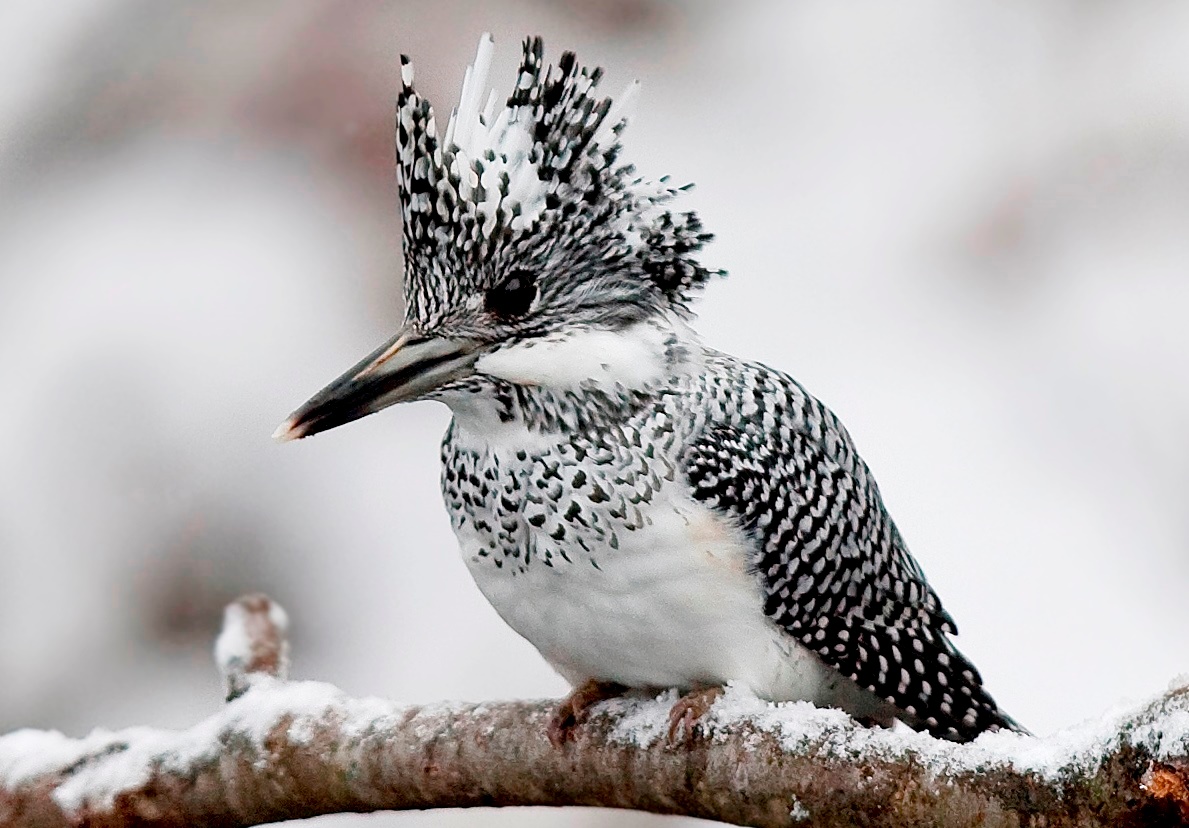 The Crested Kingfisher (Megaceryle lugubris)- Charismatic Planet