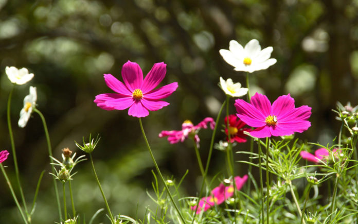 Cosmos Flower - The Ideal Plant For The Back of Your Garden