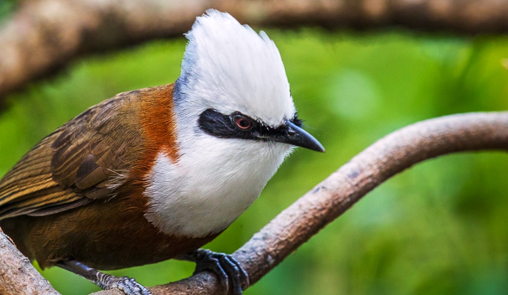 White-Crested Laughingthrush: The Most Captivating Forest Bird