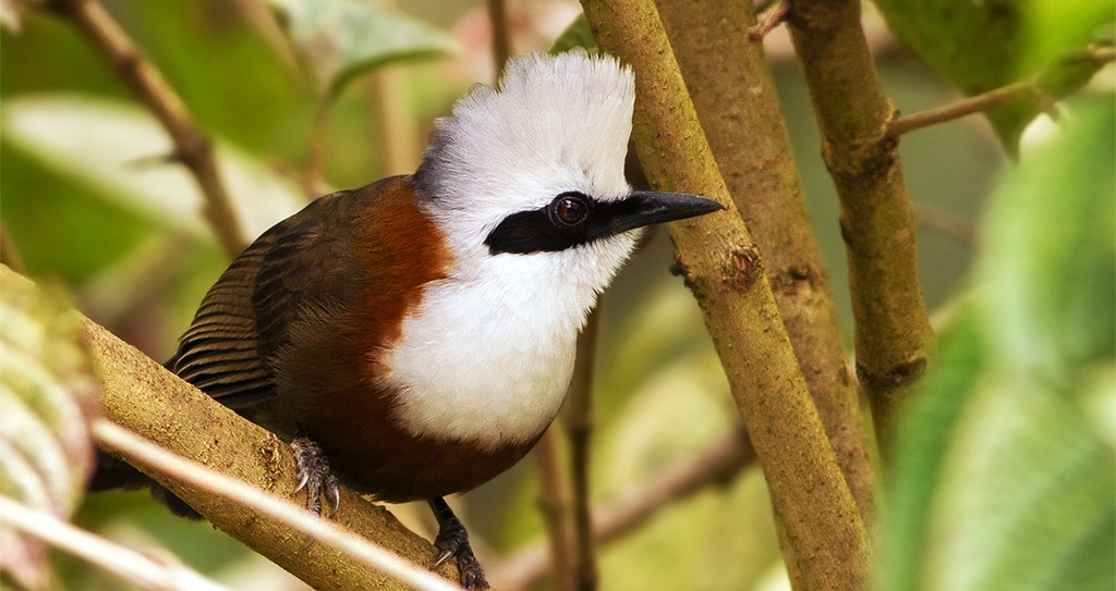 White-Crested Laughingthrush: The Most Captivating Forest Bird