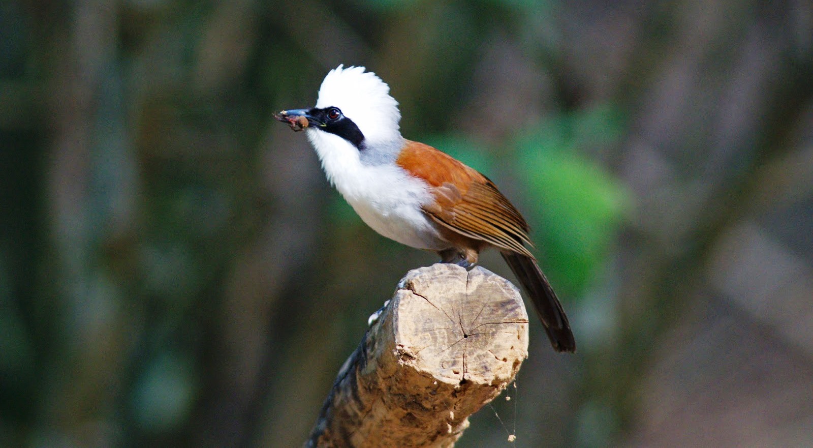 White-Crested Laughingthrush: The Most Captivating Forest Bird