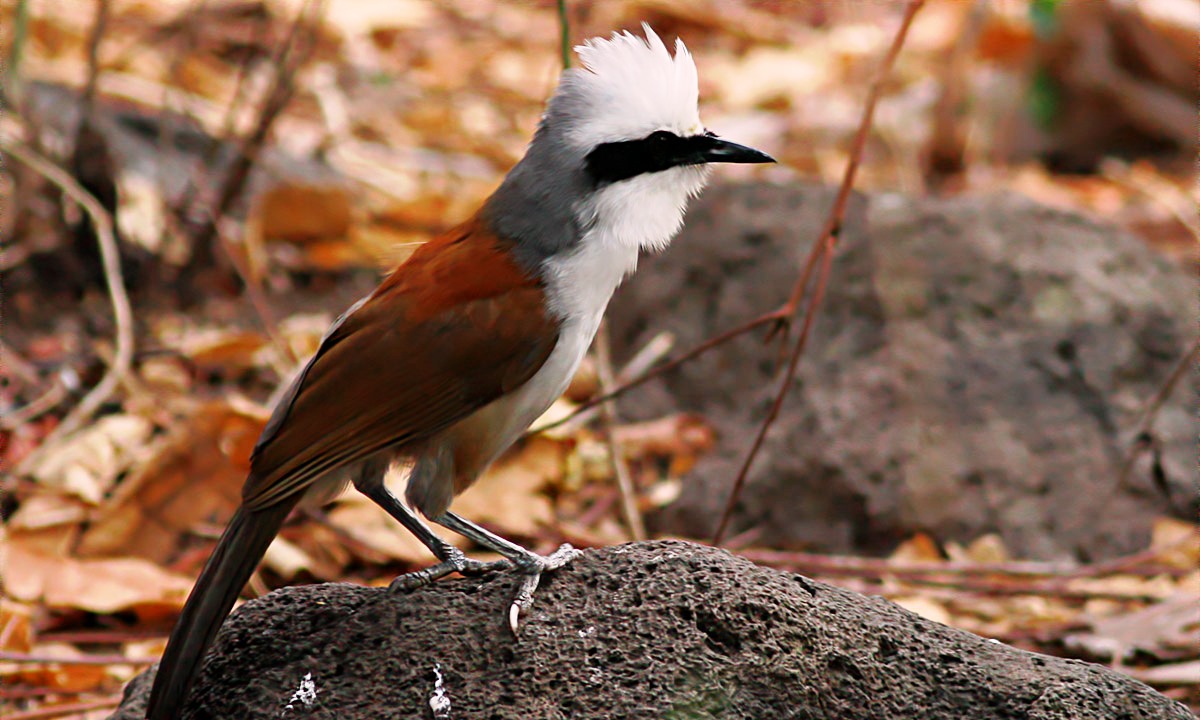 White-Crested Laughingthrush: The Most Captivating Forest Bird