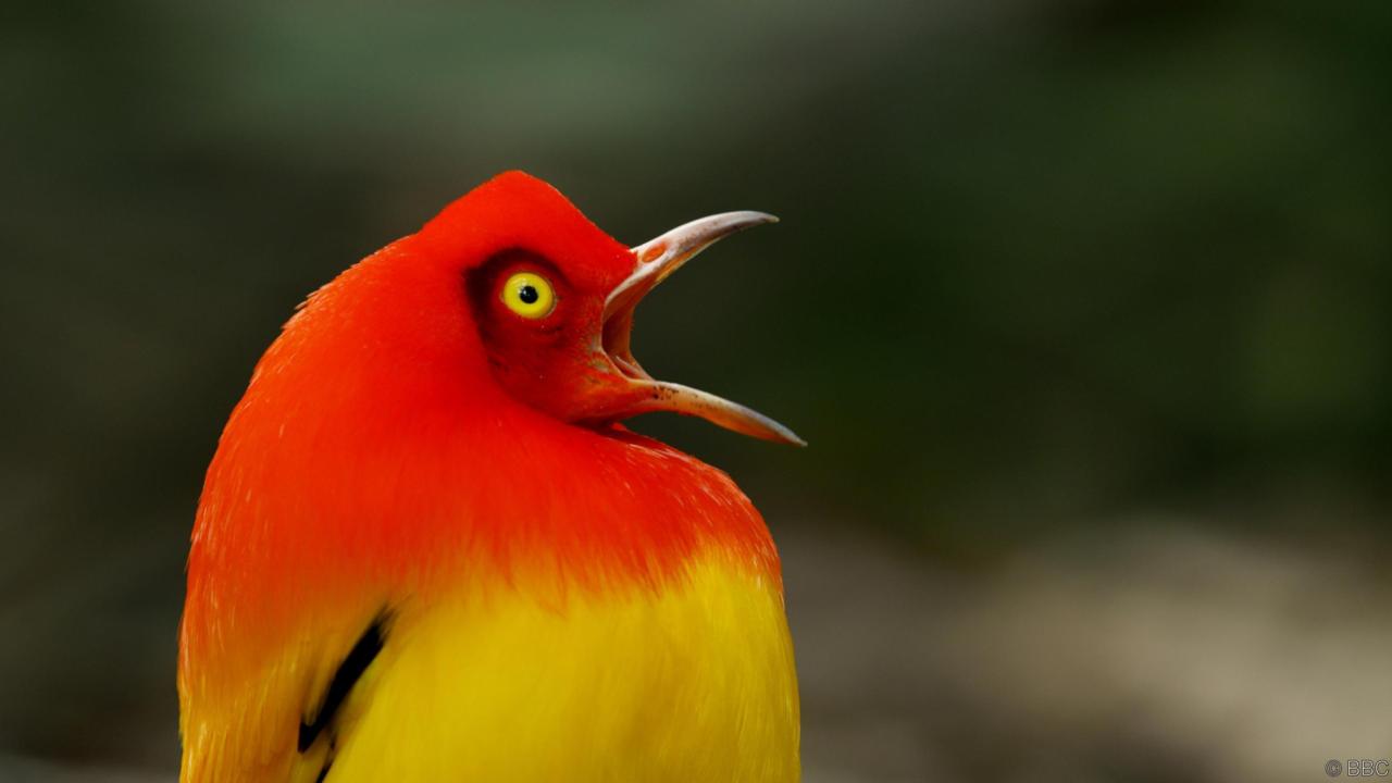 Flame Bowerbird - Brilliant Colorful Rainforest Bird