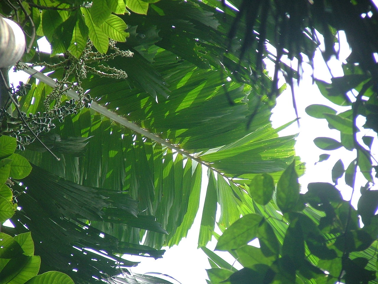 Walking Palm Tree: Myth or Reality? Discover the Truth!