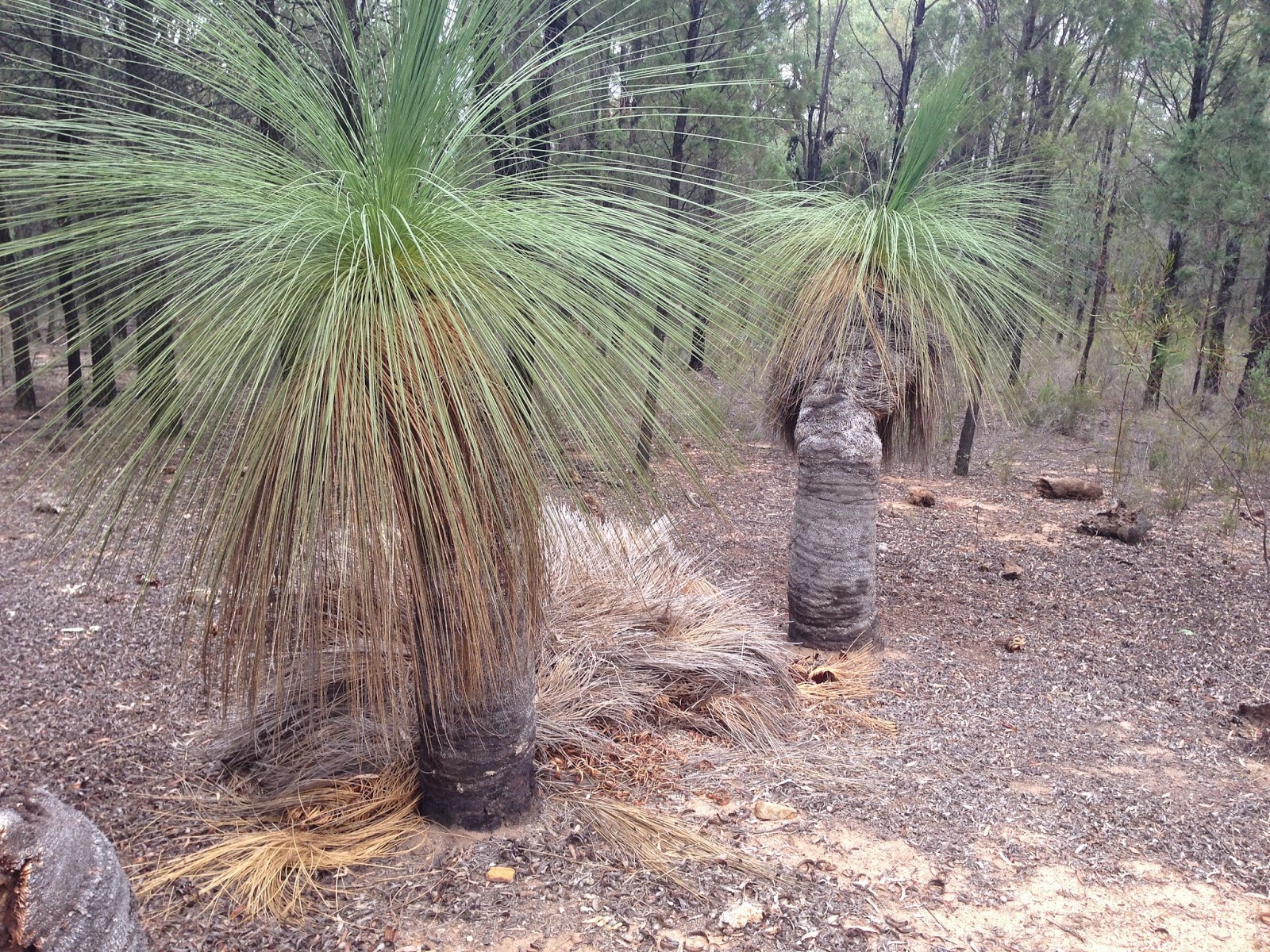 The Grass Tree Xanthorrhoea glauca - Charismatic Planet