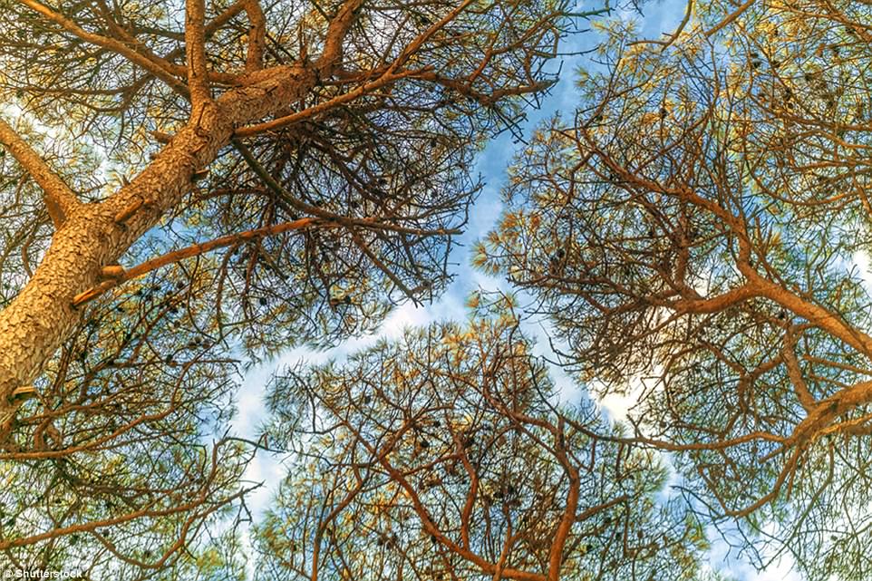 Crown Shyness - Natural Phenomenon Where Trees Avoid Touching
