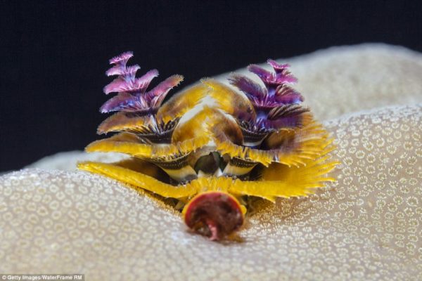 World’s Strangest Sea Creatures
