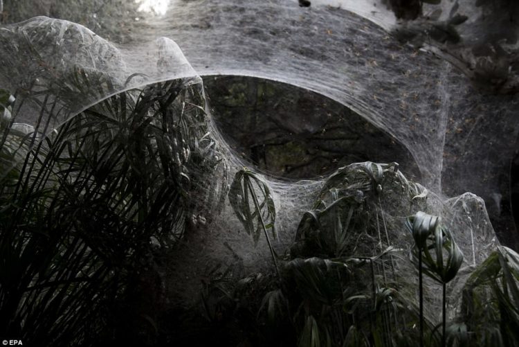 The Massive Spider Webs Created an Ideal Home