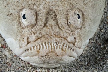 World’s Strangest Sea Creatures