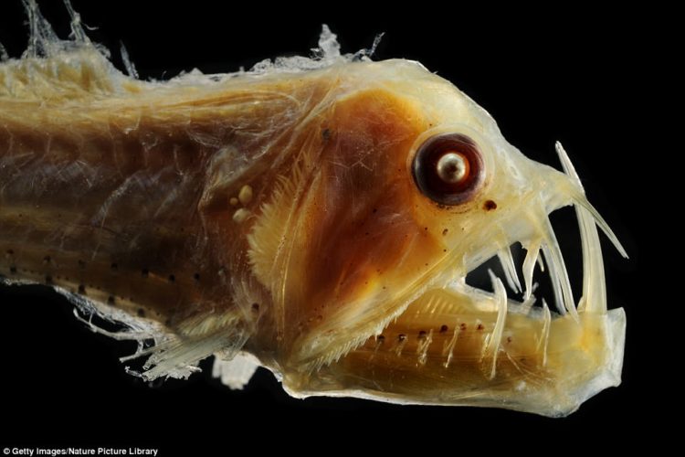 World’s Strangest Sea Creatures