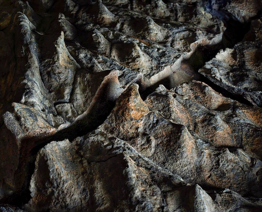 The Mummy of Nodosaur Dinosaur