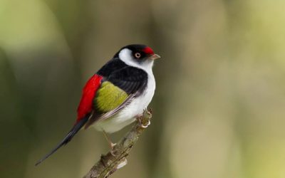 The Distinctive Pin-Tailed Manakin