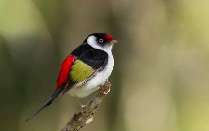 The Distinctive Pin-Tailed Manakin