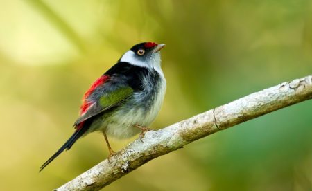 The Distinctive Pin-Tailed Manakin