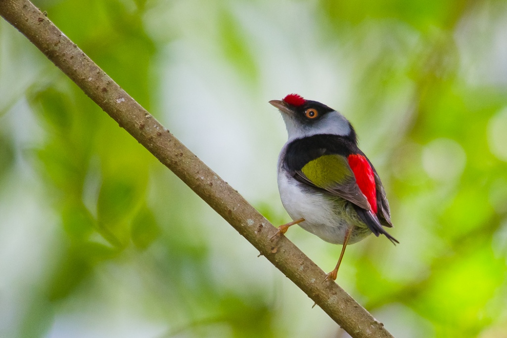 The Distinctive Pin-Tailed Manakin