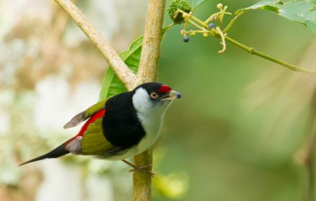 The Distinctive Pin-Tailed Manakin