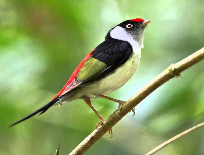 The Distinctive Pin-Tailed Manakin - Charismatic Planet