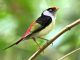 The Distinctive Pin-Tailed Manakin - Charismatic Planet