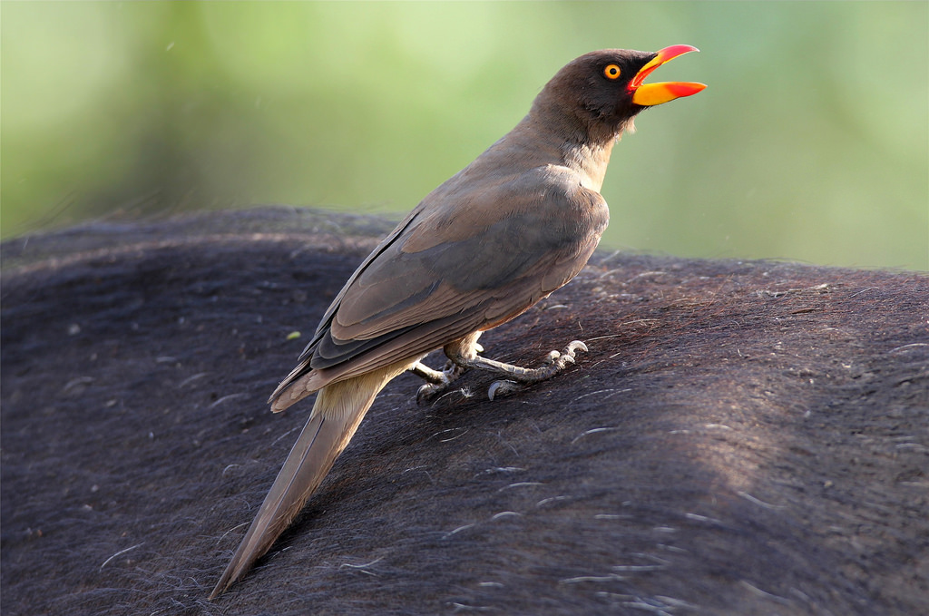 The Mystery Bird Yellow-Billed Oxpecker