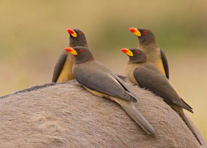 The Mystery Bird Yellow-Billed Oxpecker