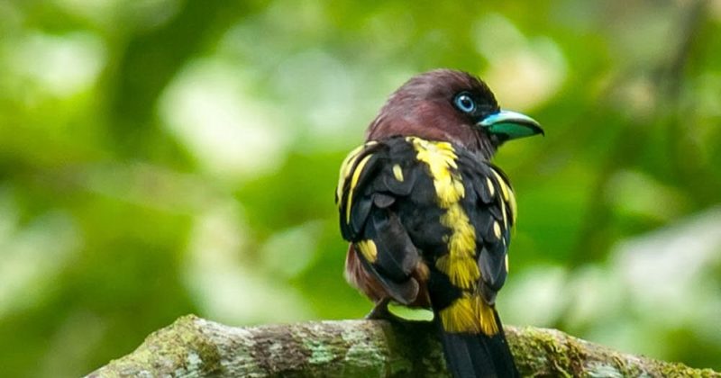 The Little Gorgeous Banded Broadbill