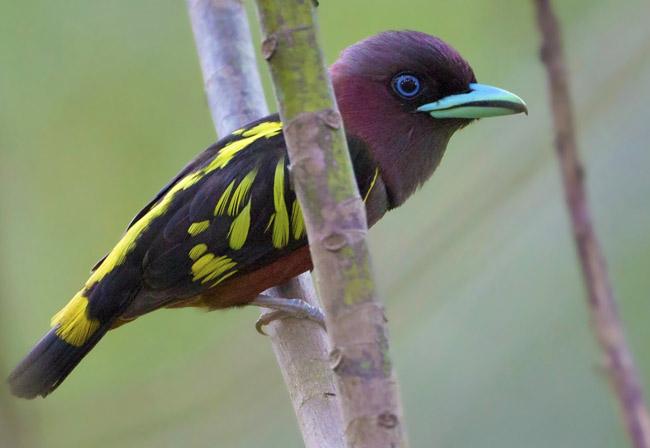 The Little Gorgeous Banded Broadbill