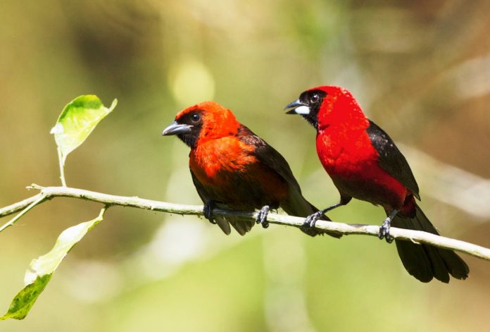 The Vibrant Colors of Masked Crimson Tanager