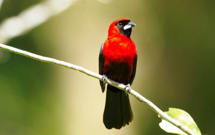 The Eye-Catching Masked Crimson Tanager - Charismatic Planet