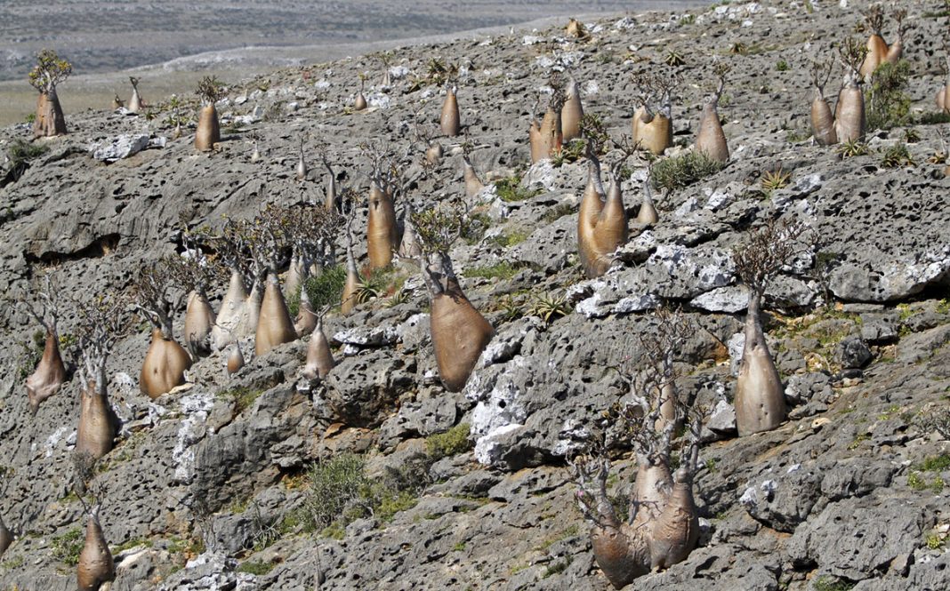The Alien Beauty of Socotra Island