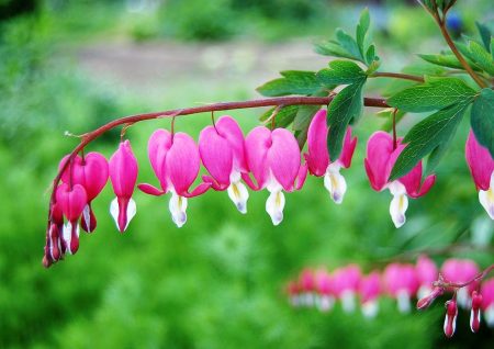 12 Most Unusual Adorable Flowers