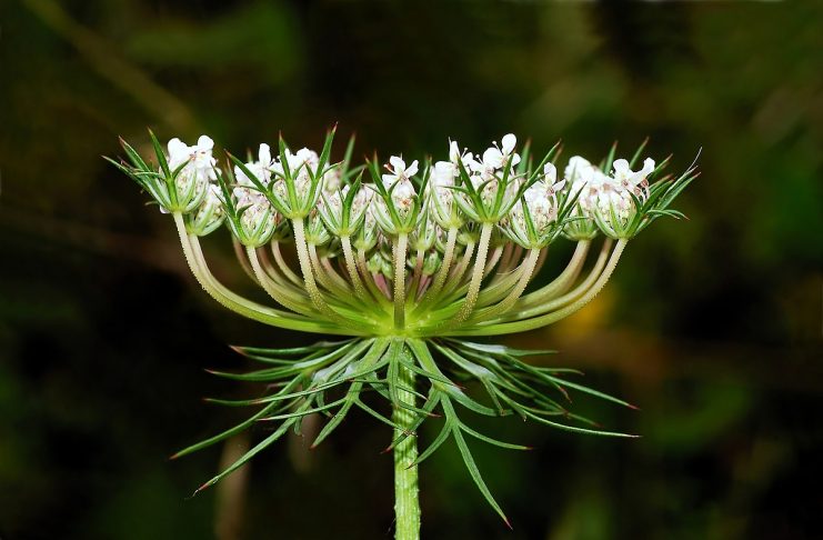 Leukemia Symptoms and Treatment