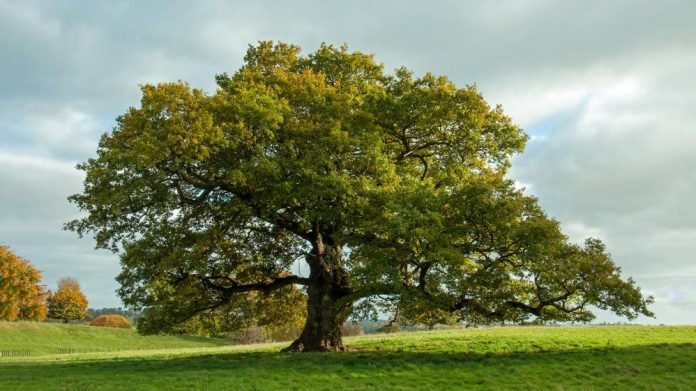 Top 25 Oak Facts You Should Know