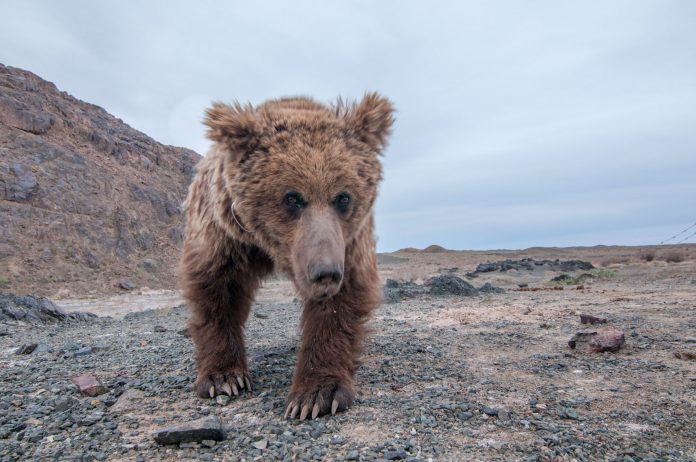 The Gobi Bear – A Rare and Threatened Creature