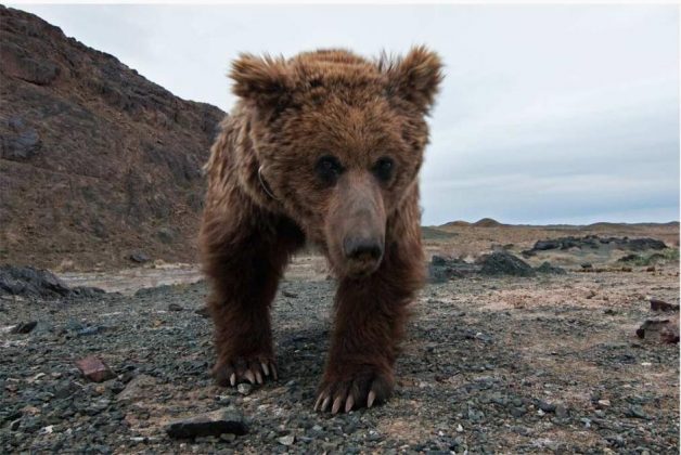 The Gobi Bear – A Rare and Threatened Creature