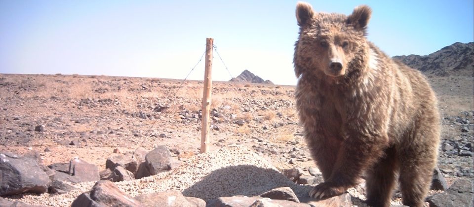 The Gobi Bear – A Rare and Threatened Creature