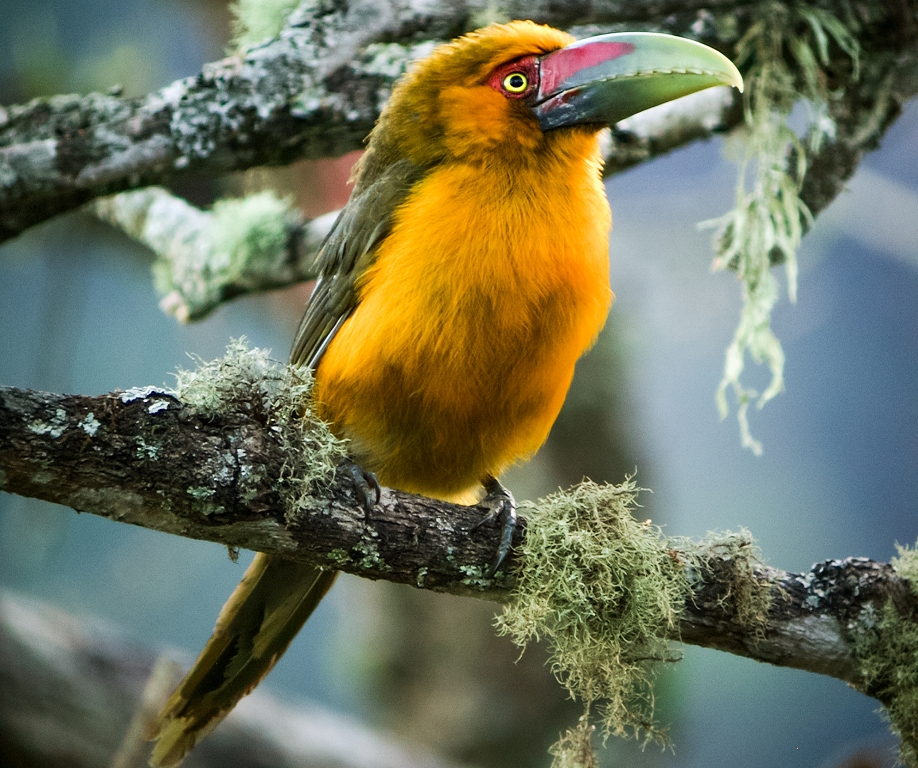 The Saffron Toucanet (Pteroglossus bailloni)