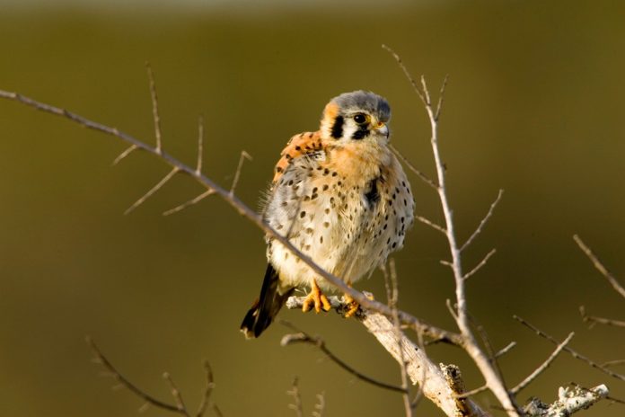 The American Kestrel (falcons)